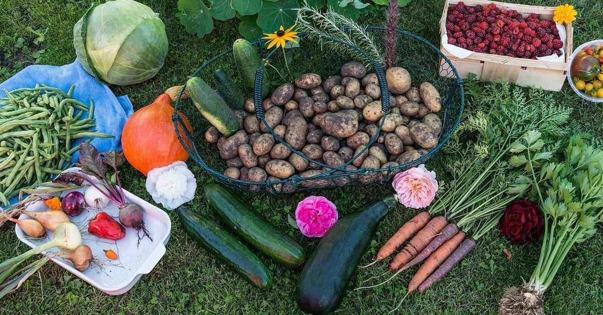 12 downsides to having an allotment and growing your own food