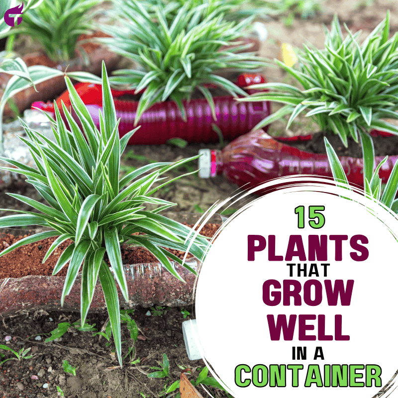 15 Plants that Grow Well in a Container - Tuppennys Fireplace